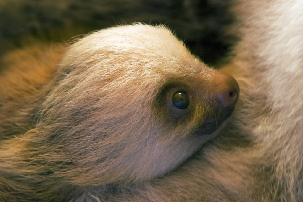 Naturreservat Gandoca-Manzanillo - Visit Costa Rica